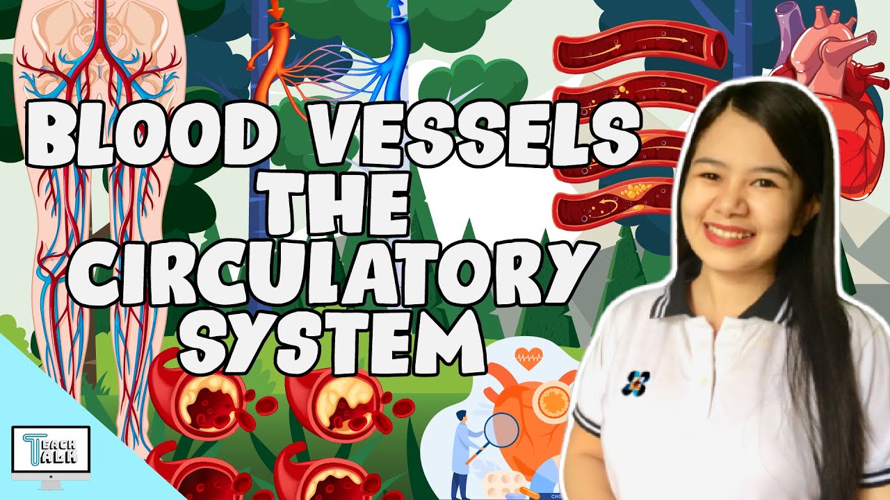Blood Vessels | The Circulatory System | Biology - YouTube