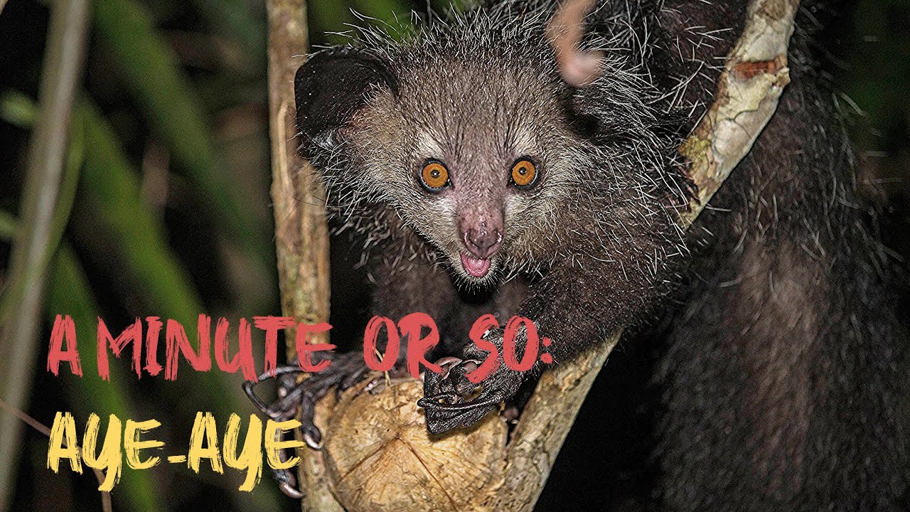 The Aye-Aye: Nature's Mysterious Nocturnal Creature Revealed - YouTube