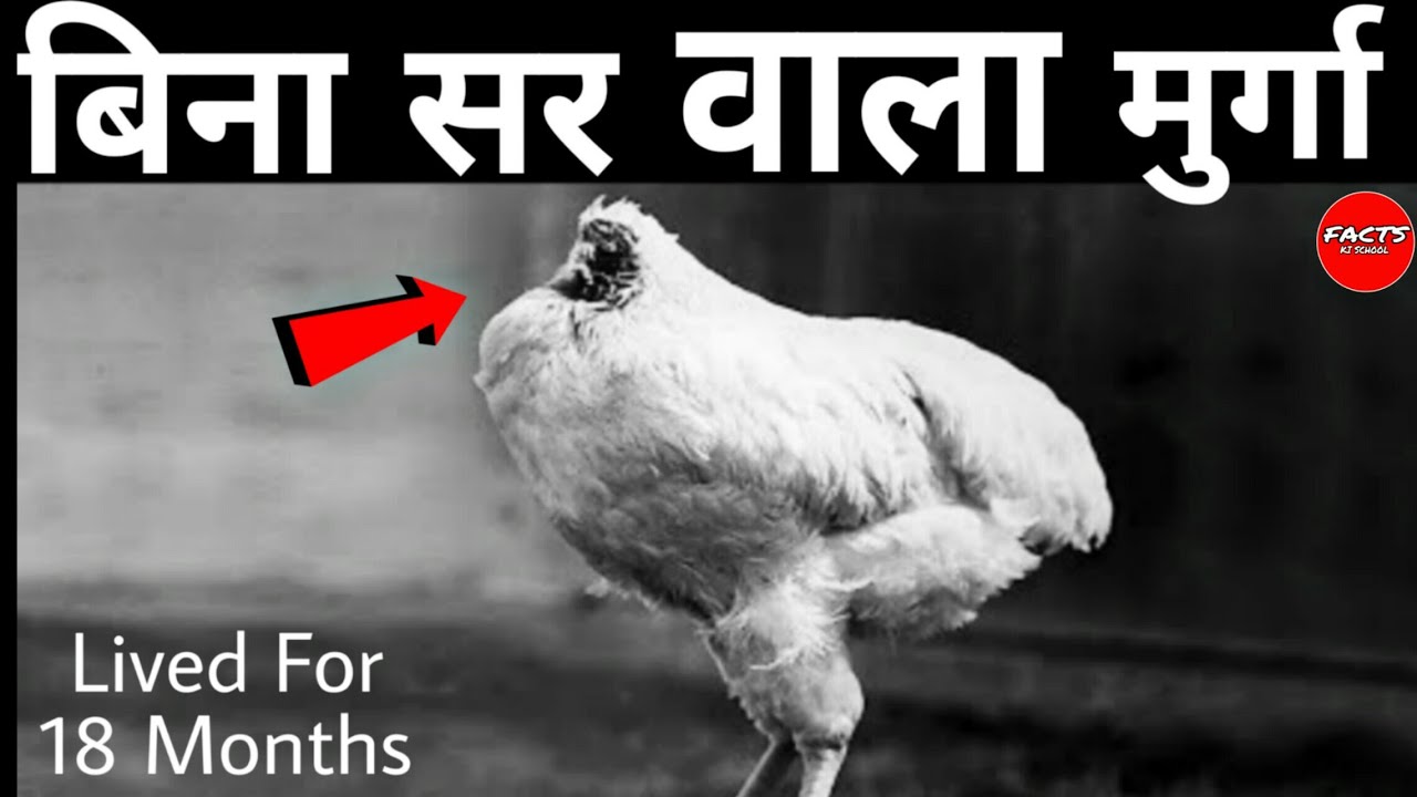 Miracle Mike: The Chicken That Lived For 18 Months Without His Head ...