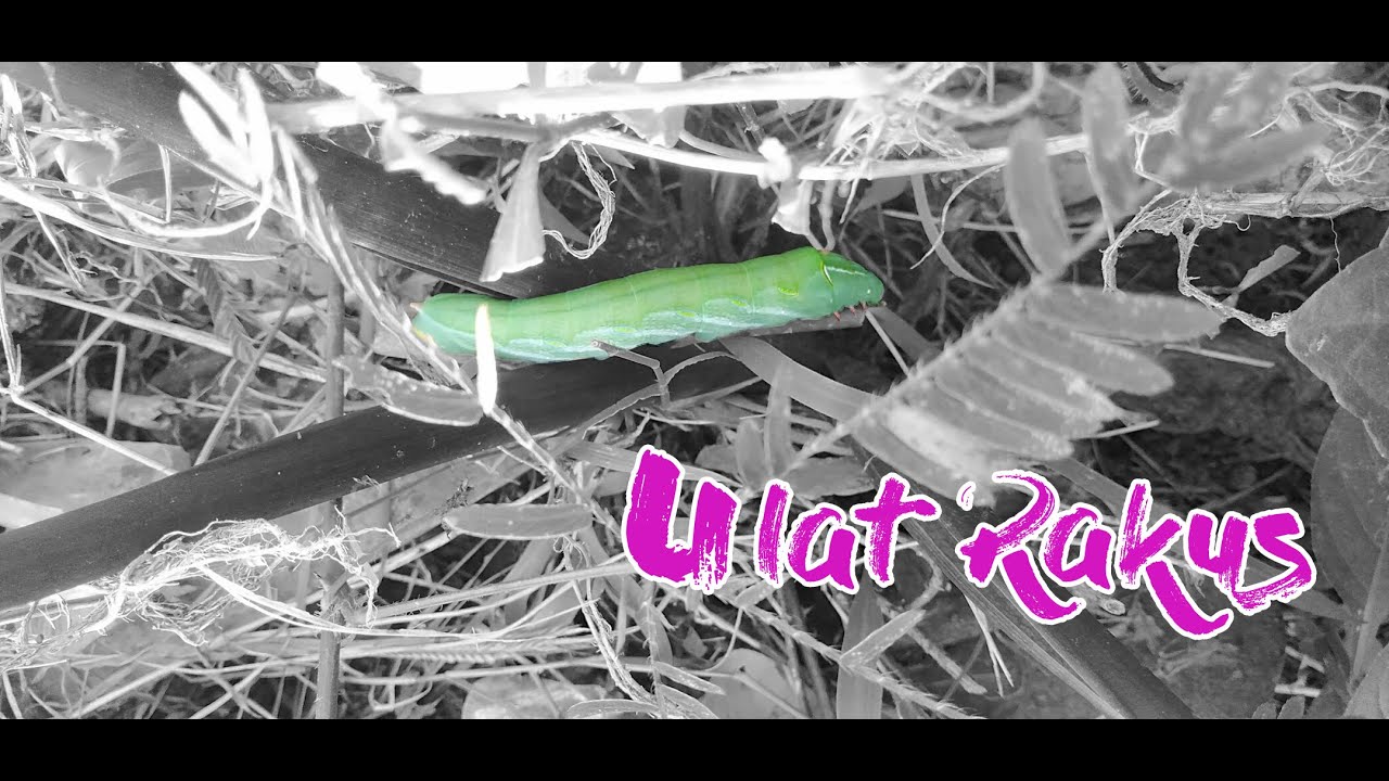 Green Worm Alone | Griak alias Hileud Hejo atau Ulet Ijo - YouTube