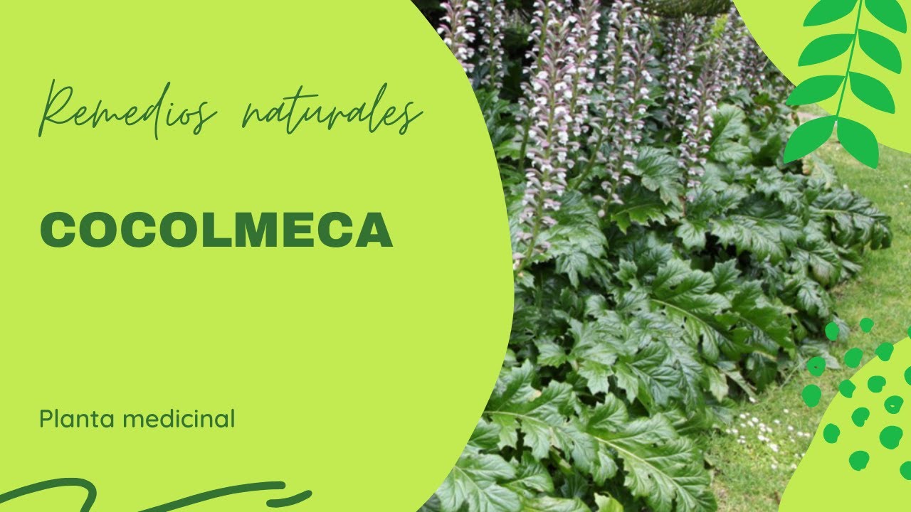 Cocolmeca | planta medicinal - YouTube