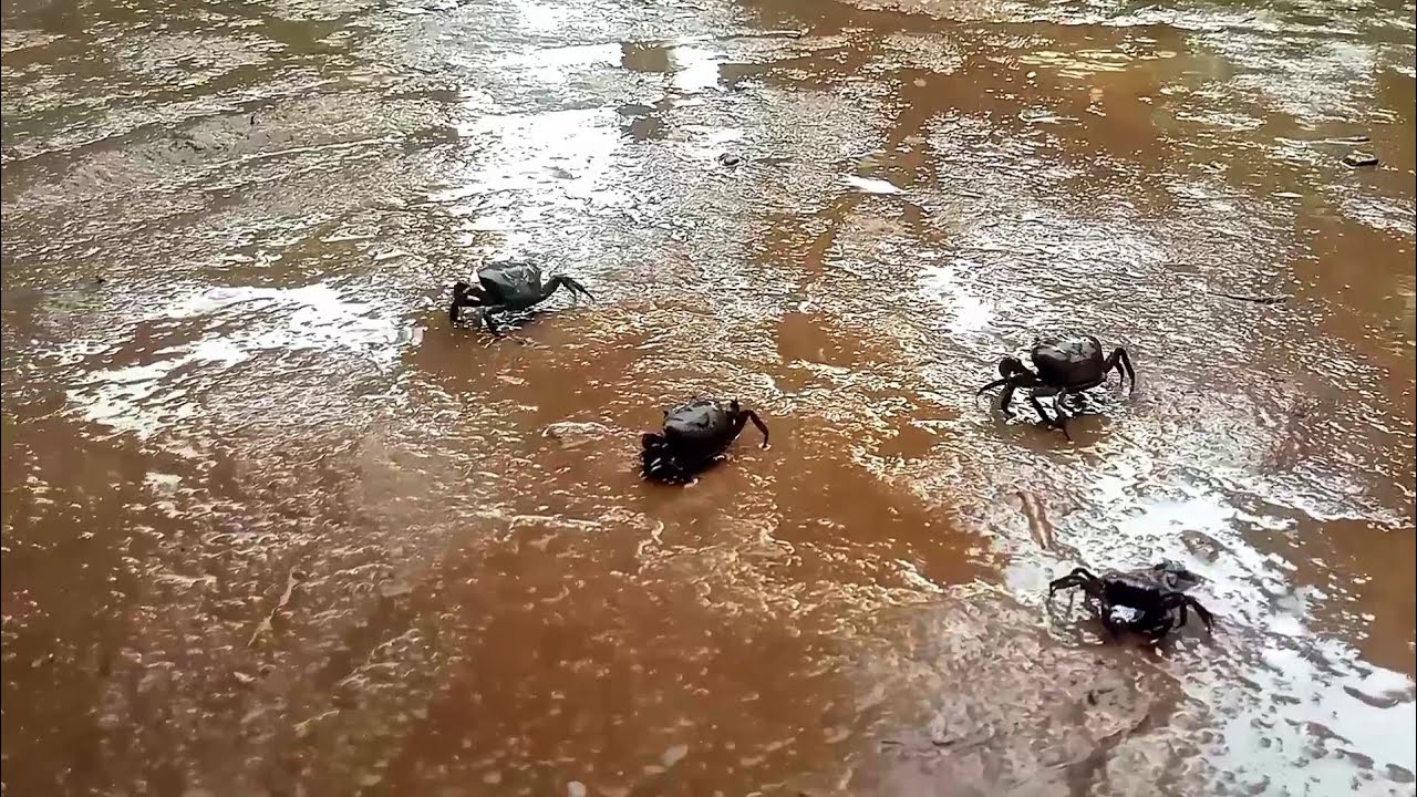 Catch a crab after the rain - YouTube
