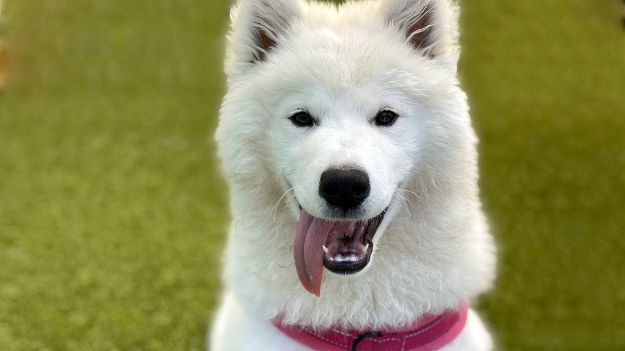 How Much Energy a Samoyed Puppy Has! - YouTube
