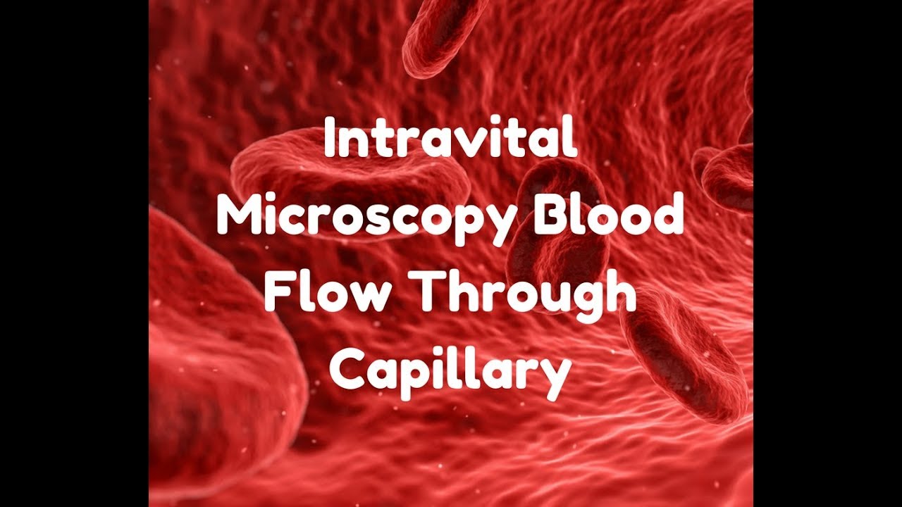 Intravital Microscopy Blood Flow Through Capillary - YouTube