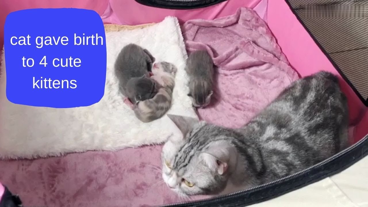 the mother cat giving birth to 4 cute kittens - YouTube