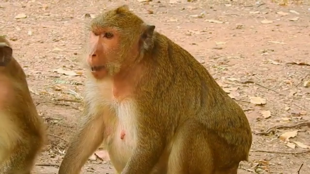 Update monkey Maria health condition after she hurt abdomen two days ...