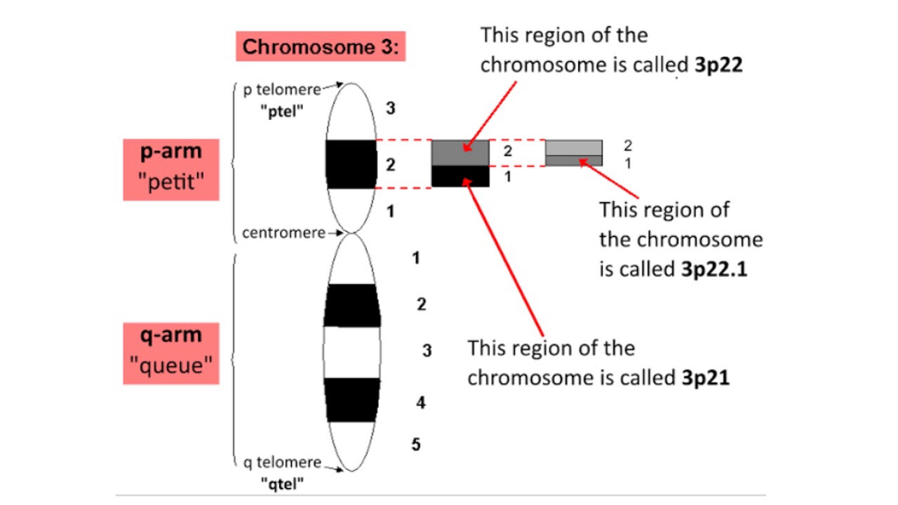 Introduction to WHO Classification of AML - YouTube