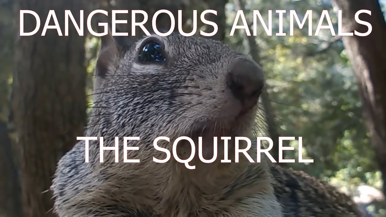Dangerous Animals The Tree Squirrel - YouTube