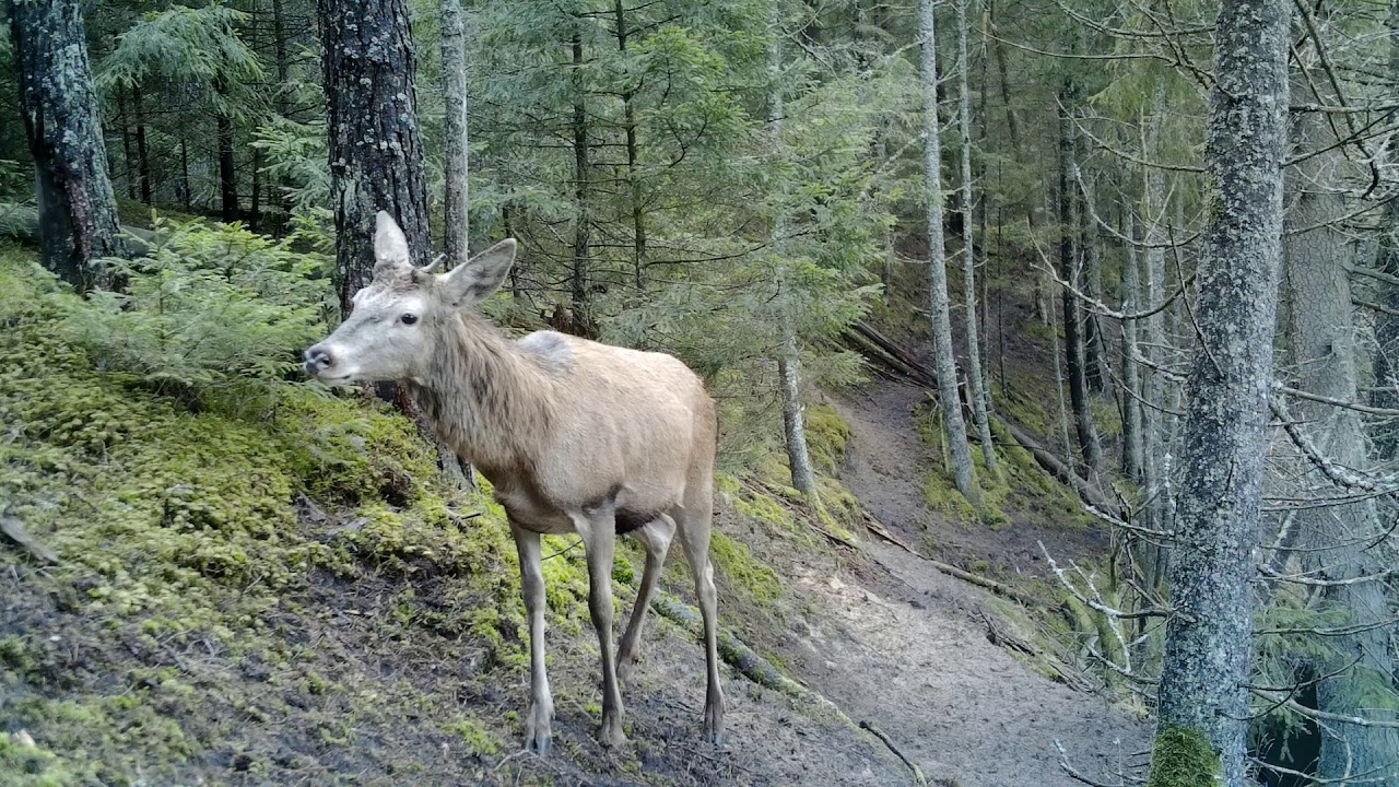 Taurusis elnias (jaunas) - YouTube