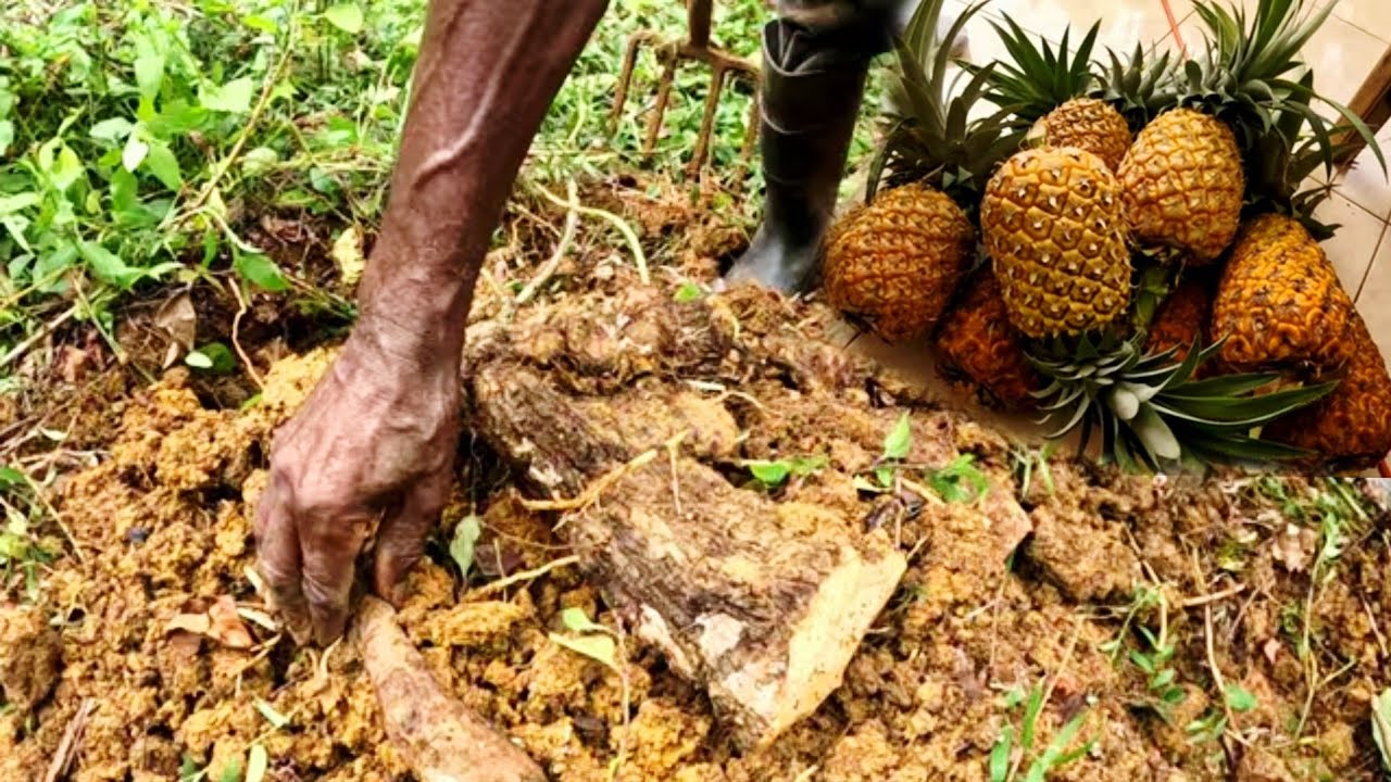 how to dig and plant yam for a good harvest - YouTube