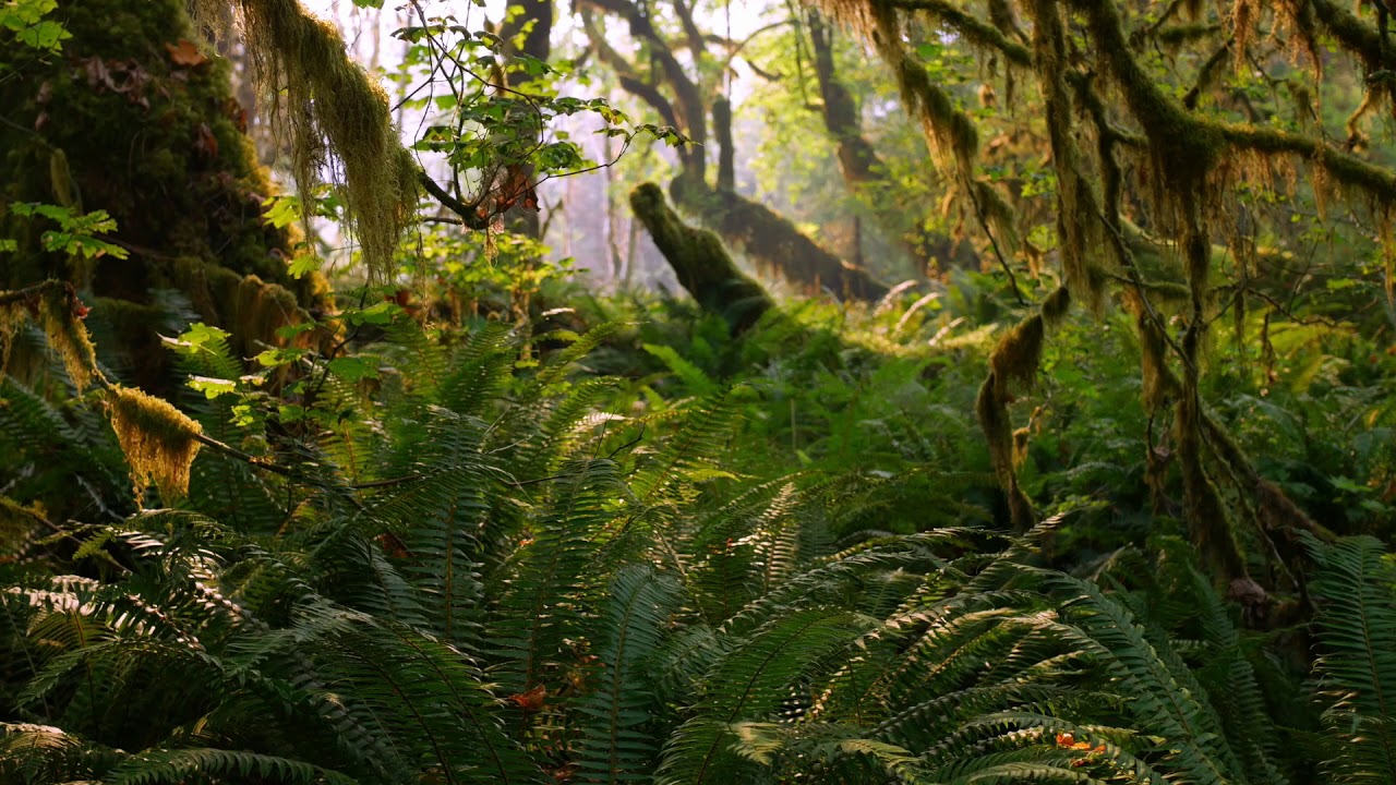 in the rainforest, relaxing music, deep sleep music, for meditation ...