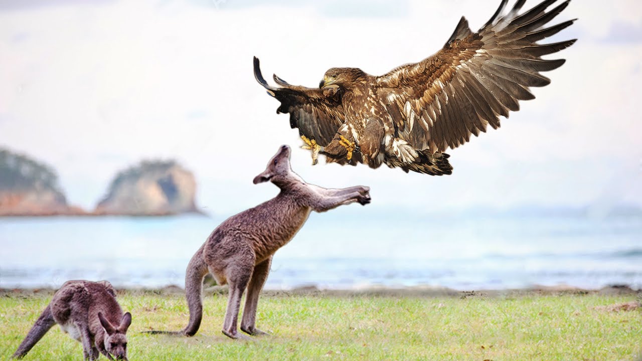 Wedge Tailed Eagles Catch A Kangaroo