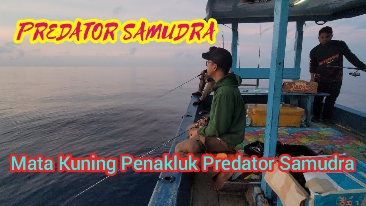MATA KUNING PENAKLUK PREDATOR SAMUDRA - YouTube
