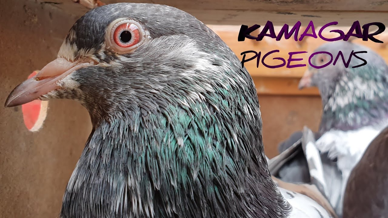 Kamagar Pigeon Eyes | Kamagar Kabootar | Red Eyes Pigeons - YouTube
