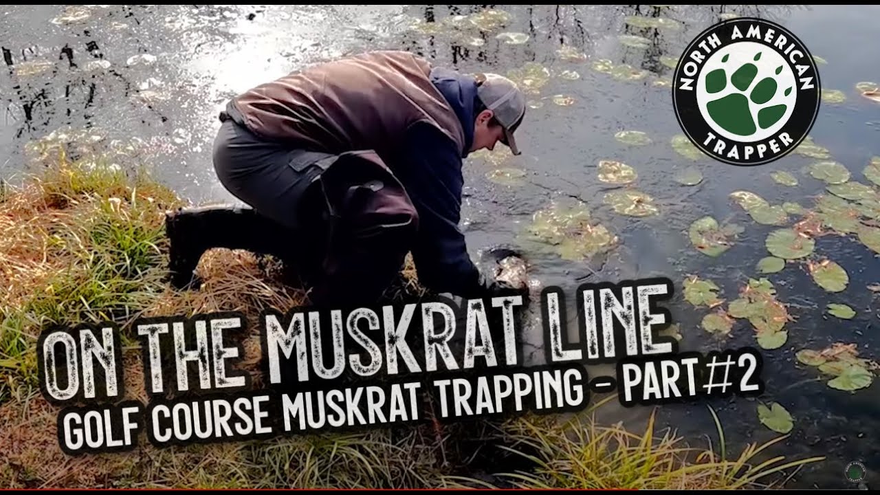 GOLF COURSE MUSKRAT Trapping - PART#2 - YouTube