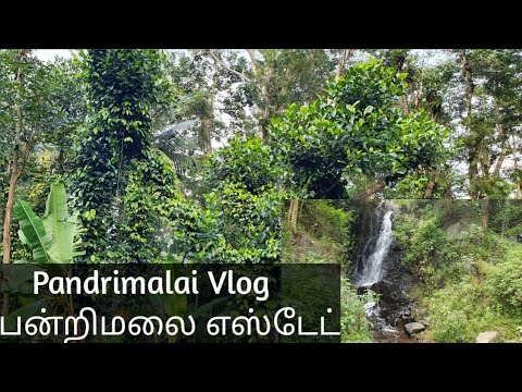 Pandrimalai vlog|பன்றிமலை எஸ்டேட் தோட்டம் |hill station-Pandri malai ...