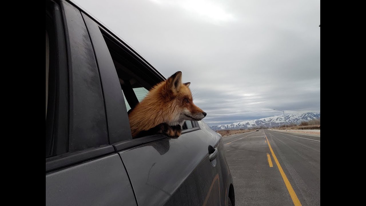 Driving around with Charlie (My pet fox loves car rides!) - YouTube