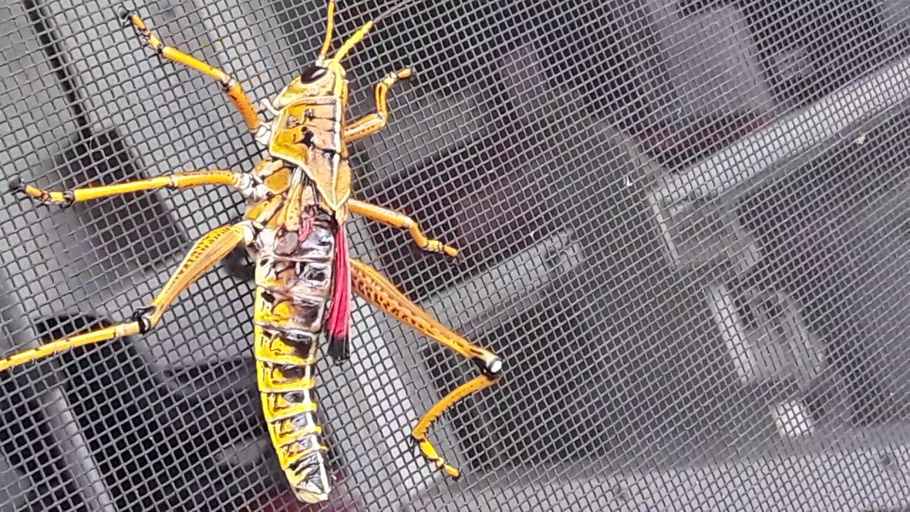 Slow moving grasshopper - YouTube