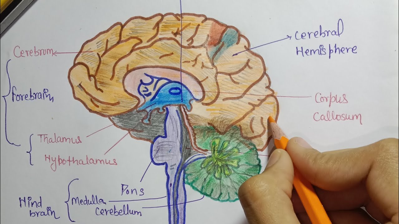 how to draw HUMAN BRAIN😲..step by step - YouTube