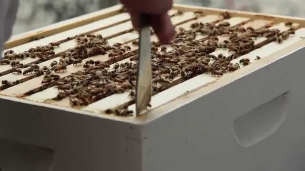 Creating a campus beehive haven: the Bailey Bee Project - YouTube