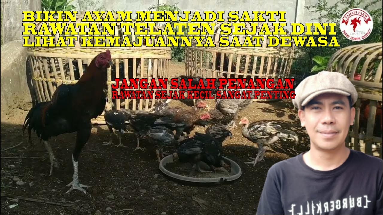 AYAM MUDA HARUS DIRAWAT TELATEN AGAR MENJADI HANDAL SAAT DEWASA - YouTube