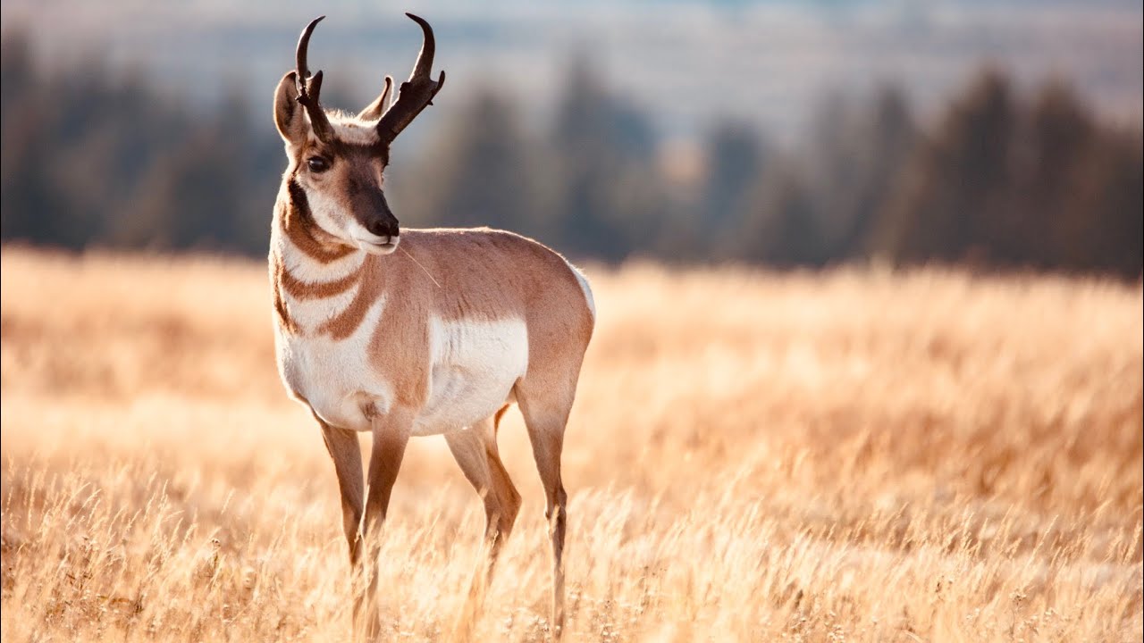 5 Fun Facts About The Pronghorn - YouTube