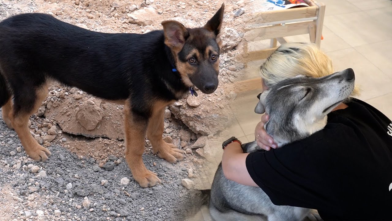 Meet Cooper Our New Puppy! - YouTube