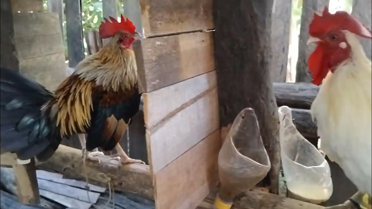 ntsuag qaib dib dib qua zoo 2024 - YouTube