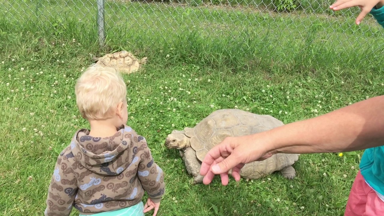 Zoo fun - YouTube
