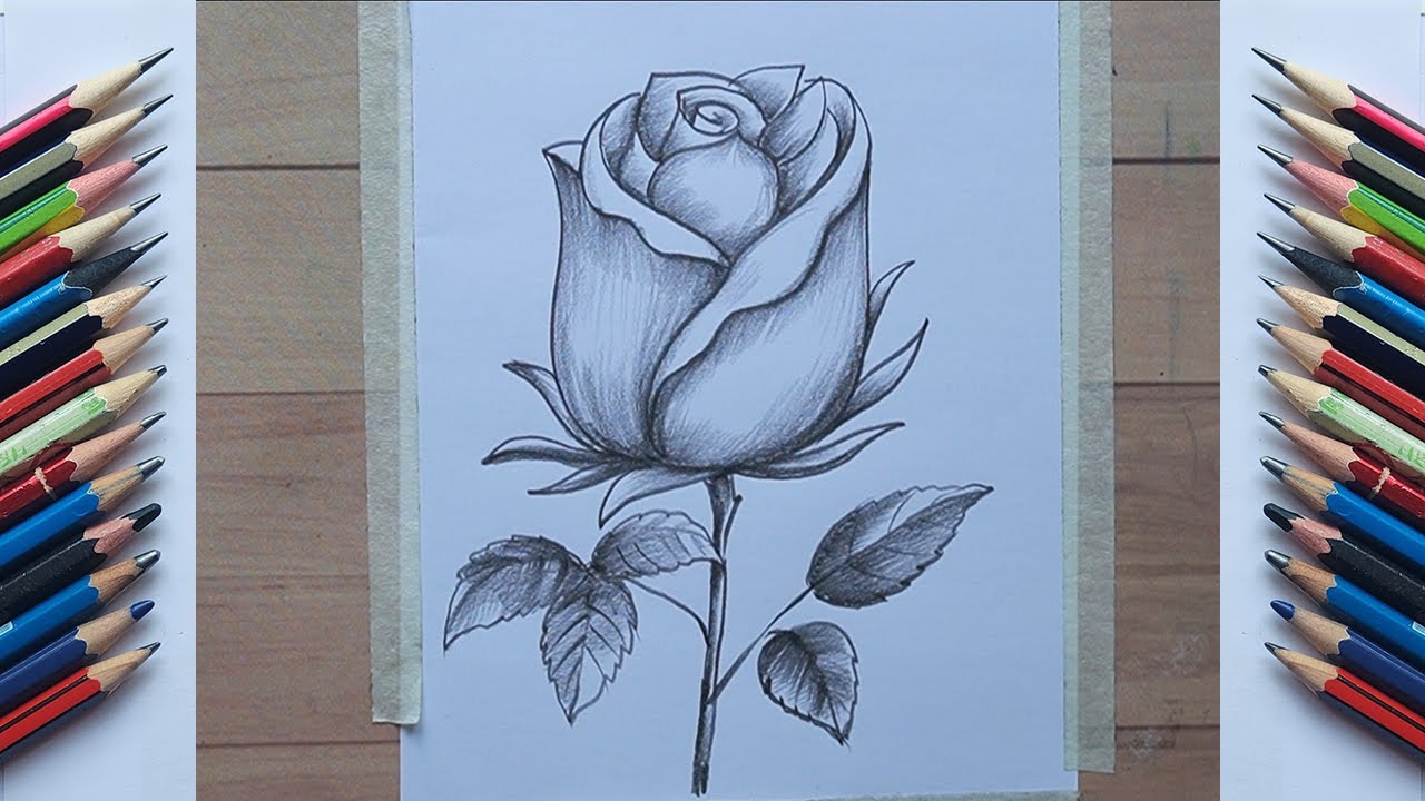 Mastering the Art of Rose Drawing - Pencil Sketch Tutorial - YouTube