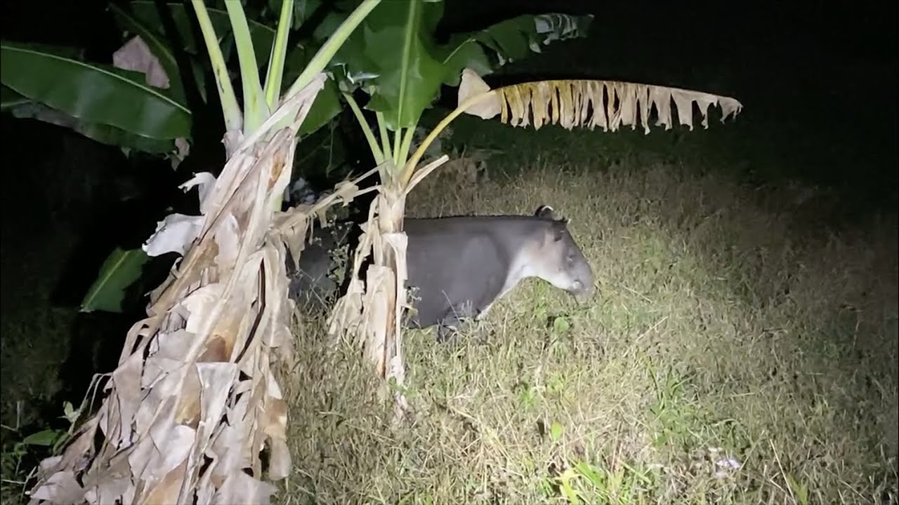 Tapir at Night - YouTube