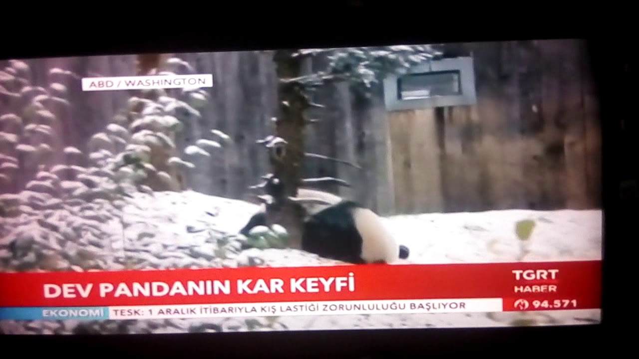 Karda panda - YouTube