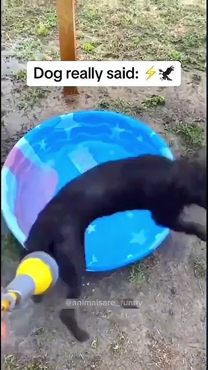 Funny dogs compilation - YouTube