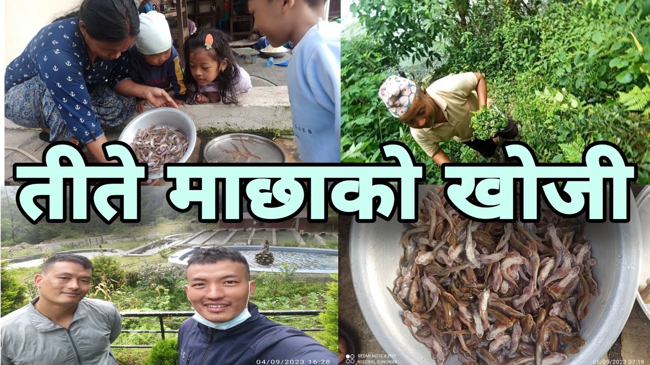 Local Fish Hunting | तीते माछा | Local | Nirmal Sunuwar | Nischal ...