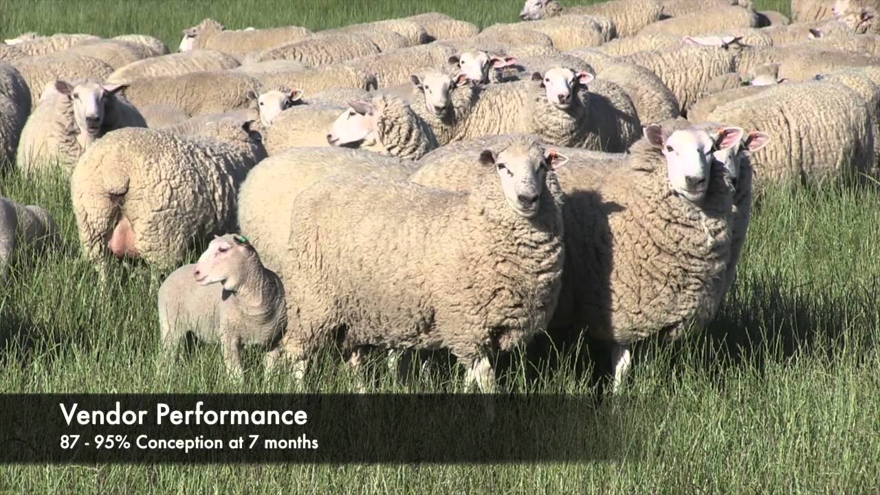 Lamb-Pro-Primeline-Ewe-Sale.m4v - YouTube