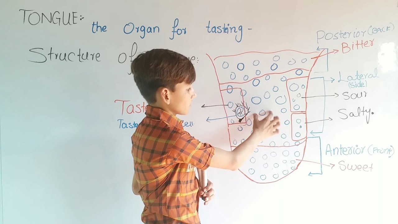 WHAT IS TONGUE? Explain Tongue and function of Tongue Taste bud, Test ...