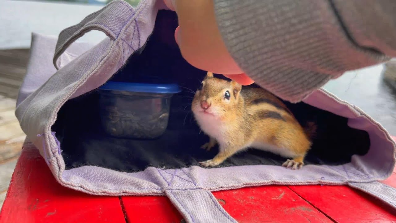 가방 속으로 들어간 도둑 다람쥐 Sneaky Chipmunk Thief Slips Into My Bag - YouTube