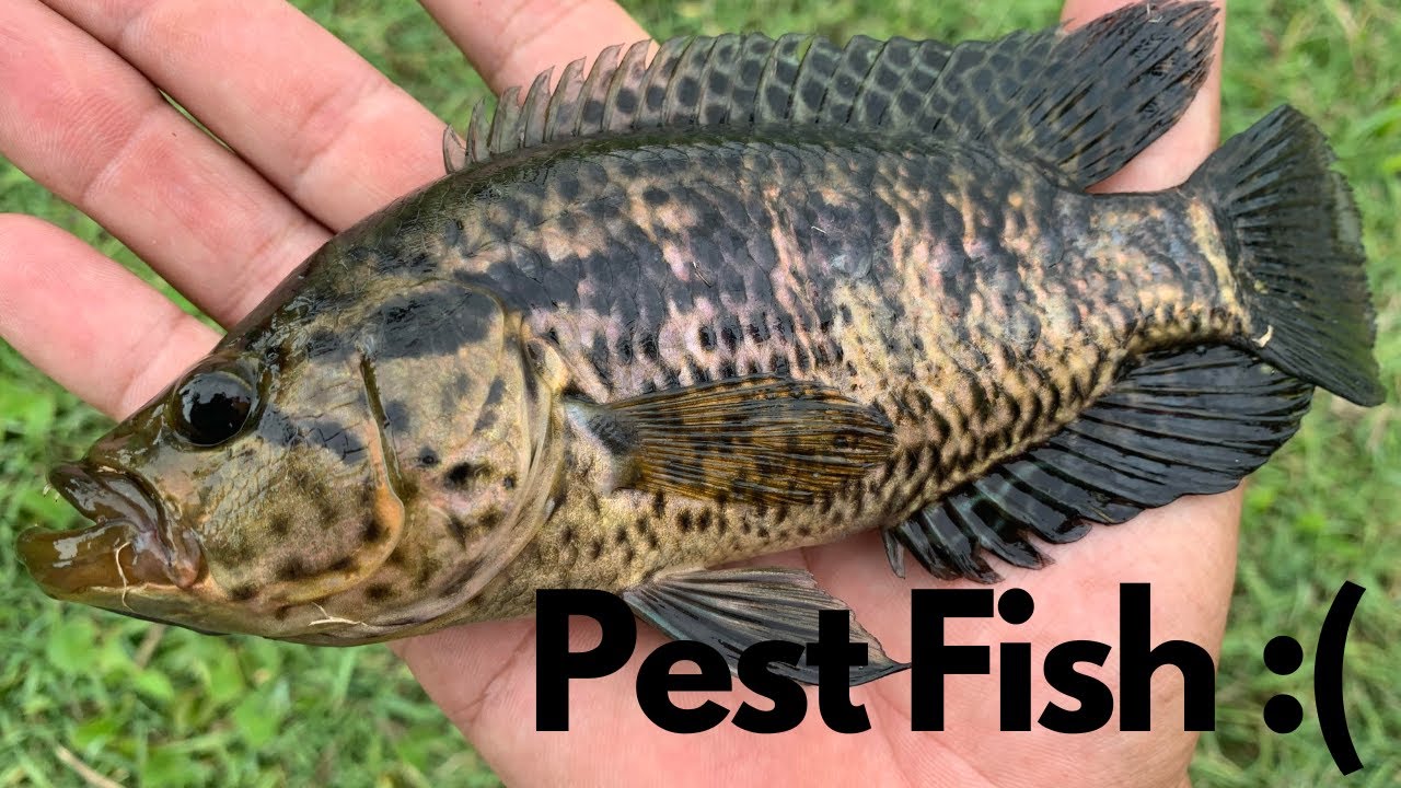 Landbased Pest Fish Control Mackay - Jaguar Cichlid & Tilapia - YouTube