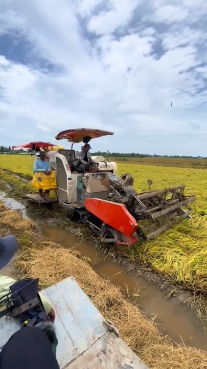 Máy Cắt Lúa 🌾 - YouTube