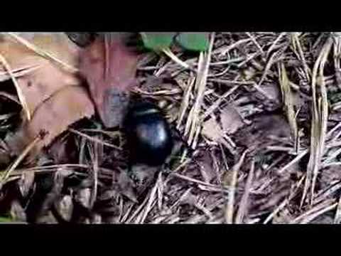 Zwarte Tor loopt over dennenaalden. - YouTube