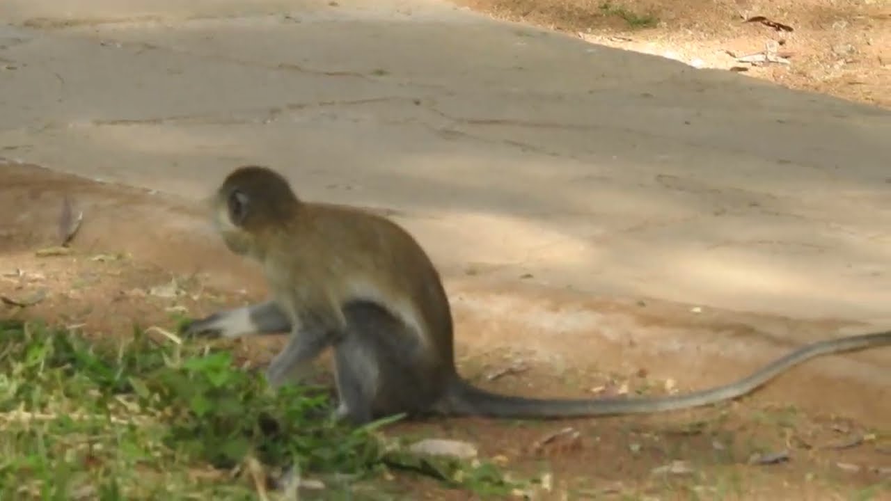 Monos Vervet o Cercopiteco Verde. África. - YouTube