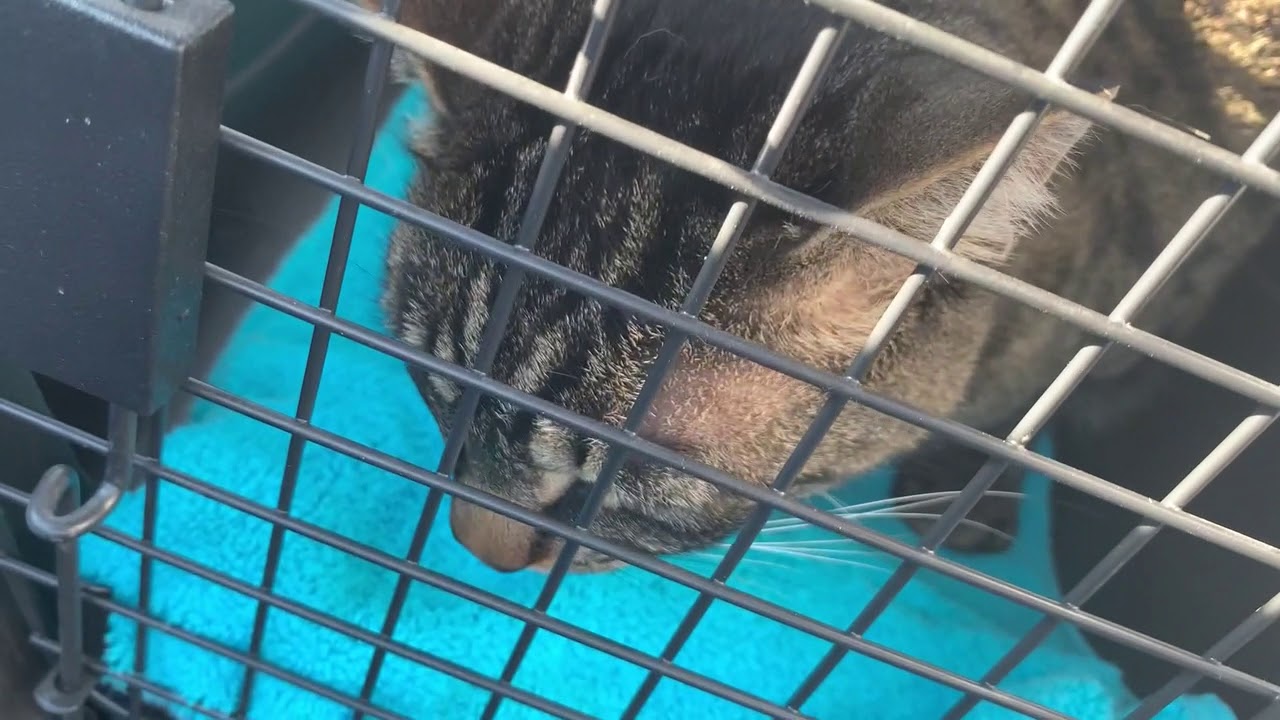 Jake Going to the Vet... Again - YouTube