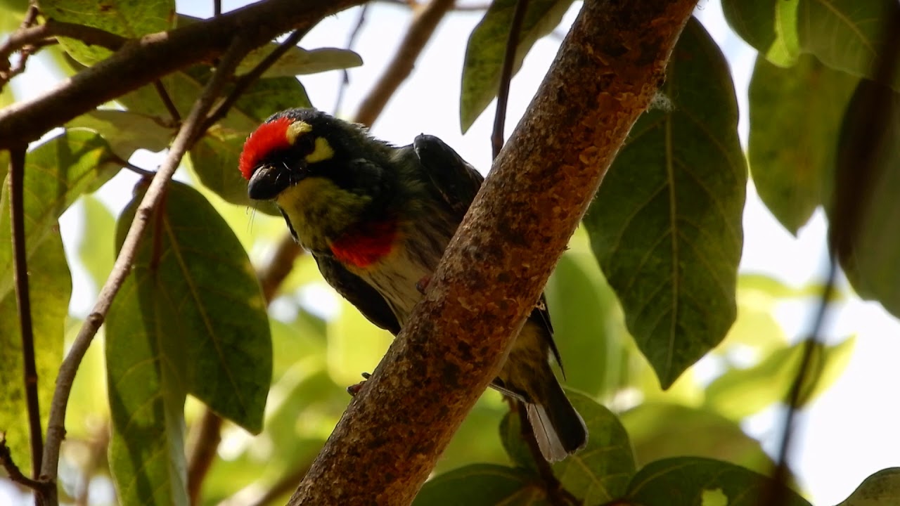 coppersmith barbet call sound - YouTube
