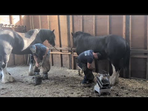 Trim Clydesdales with Adam Degenstien & DJ Comer - YouTube