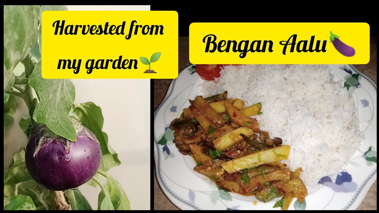 Bengan/Baingan with French fries (Aalu Bengan) - Harvested from my own ...