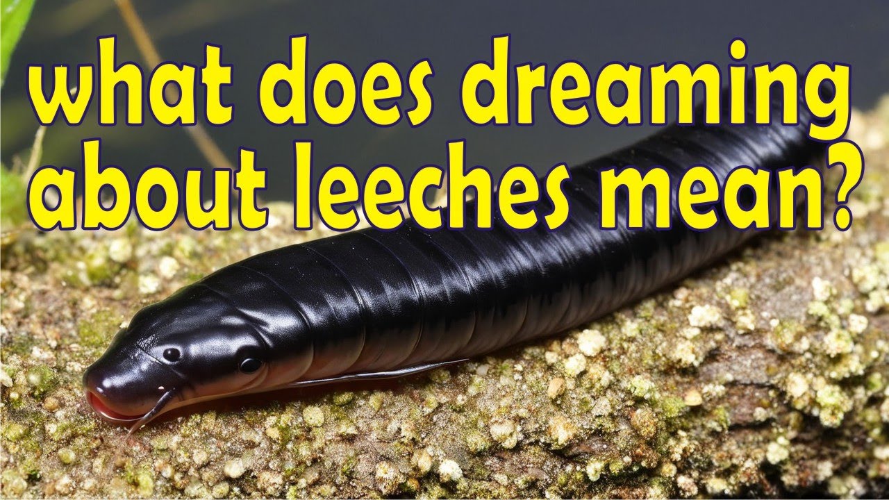 what does dreaming about leeches mean? / biblical meaning of leeches in ...