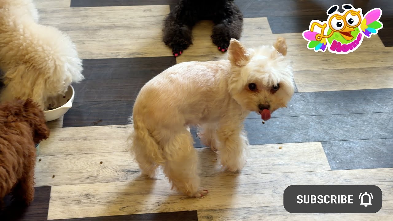 Mickey the dog is ready to film. Собака Микки уже готова сниматься ...