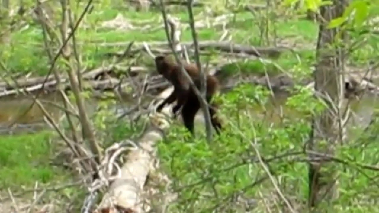 Feeding the hungry Sasquatch - YouTube