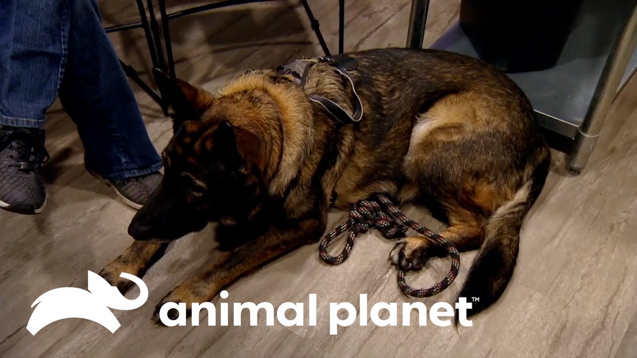 Una complicada cirugía en el codo de una perra | Dr. Jeff, Veterinario ...