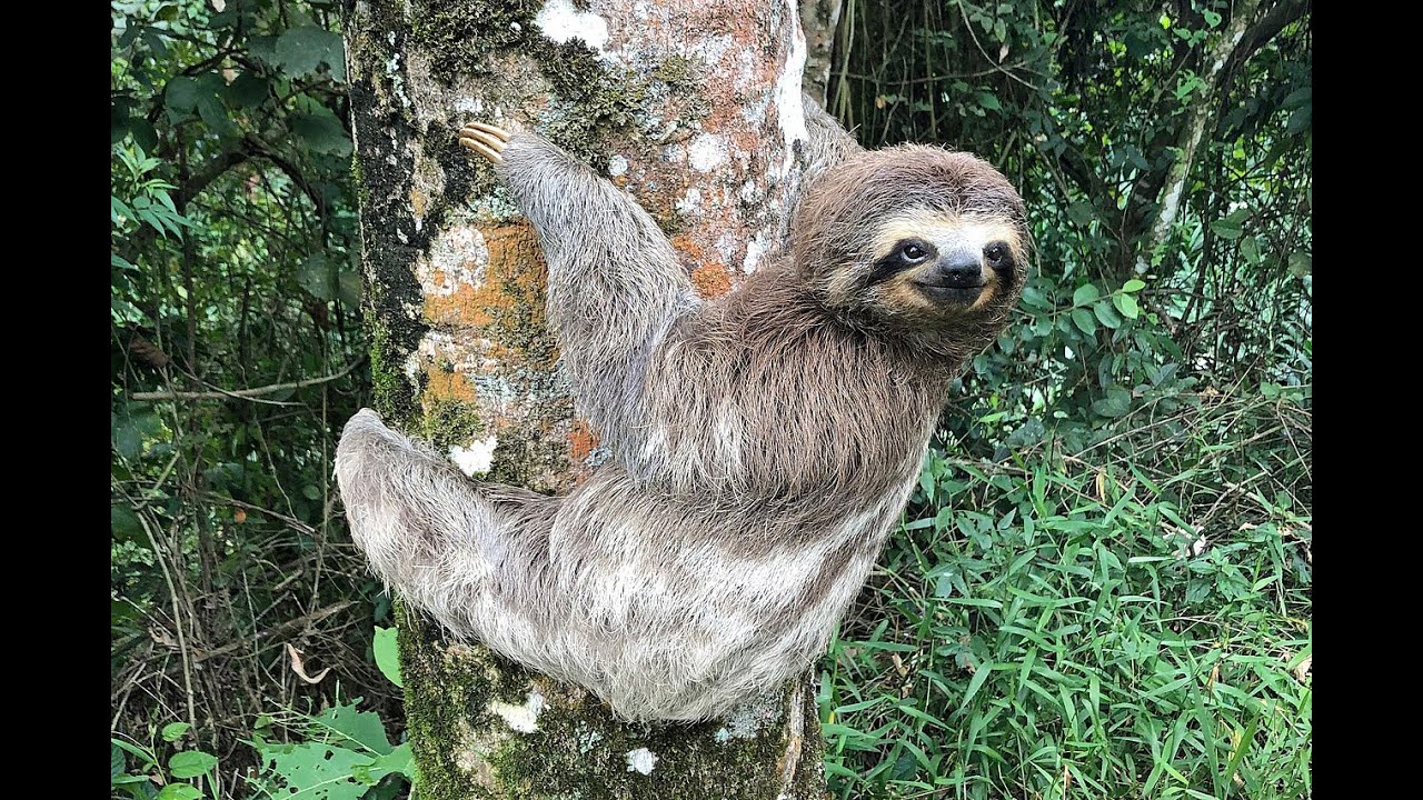 WikiHow To Sleep: Sloths - YouTube